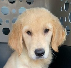 Available Goldens - Golden Retrievers in Need Rescue Service, Inc